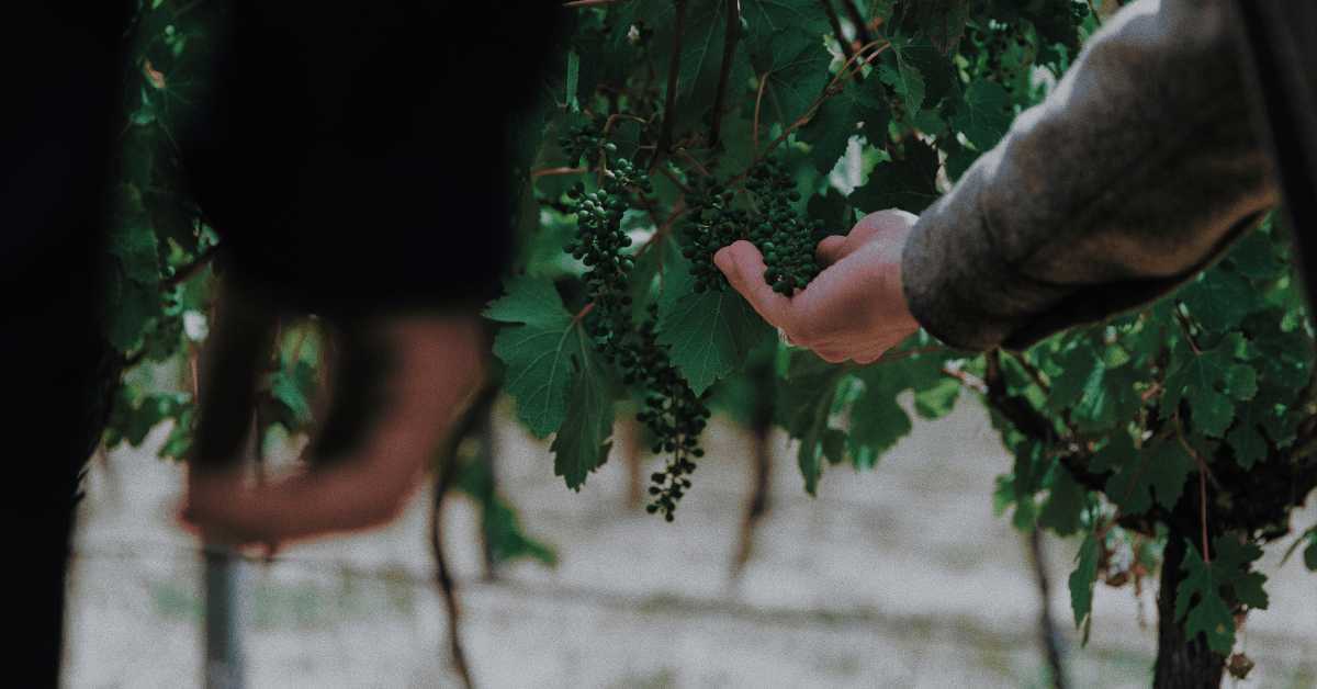 Where Feels Is Crafted: The Journey Of Our Botanical Spirit – Feels ...